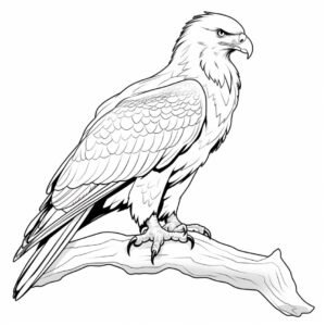 Águilas para Colorear | Dibujos para Imprimir y Pintar
